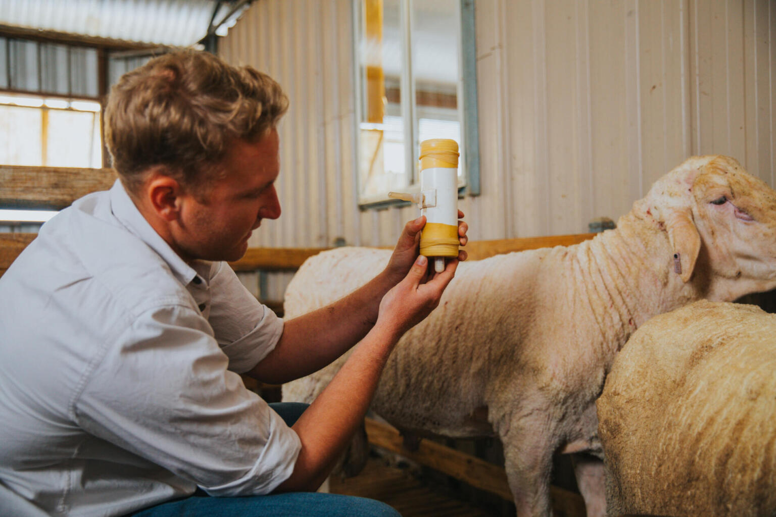 Ram Semen Collection – Livestock Breeding Services