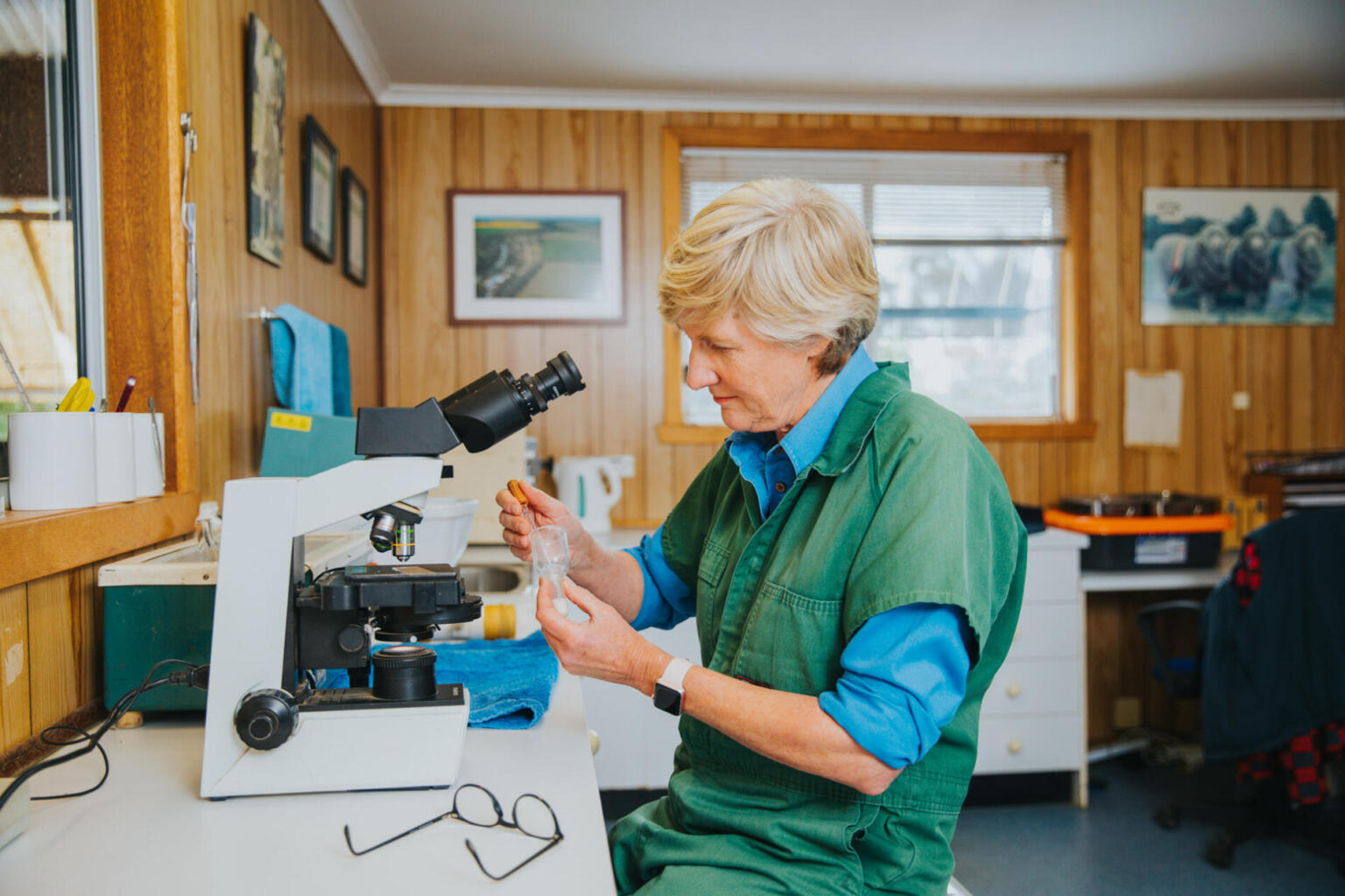 Ram Semen Collection – Livestock Breeding Services