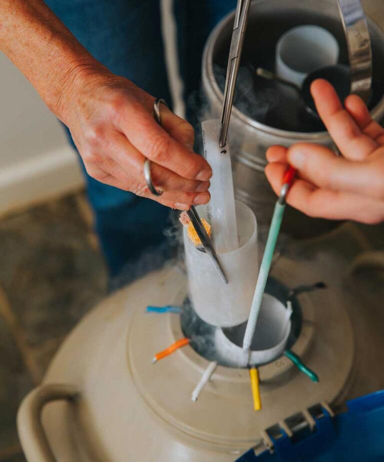 Ram Semen Collection – Livestock Breeding Services